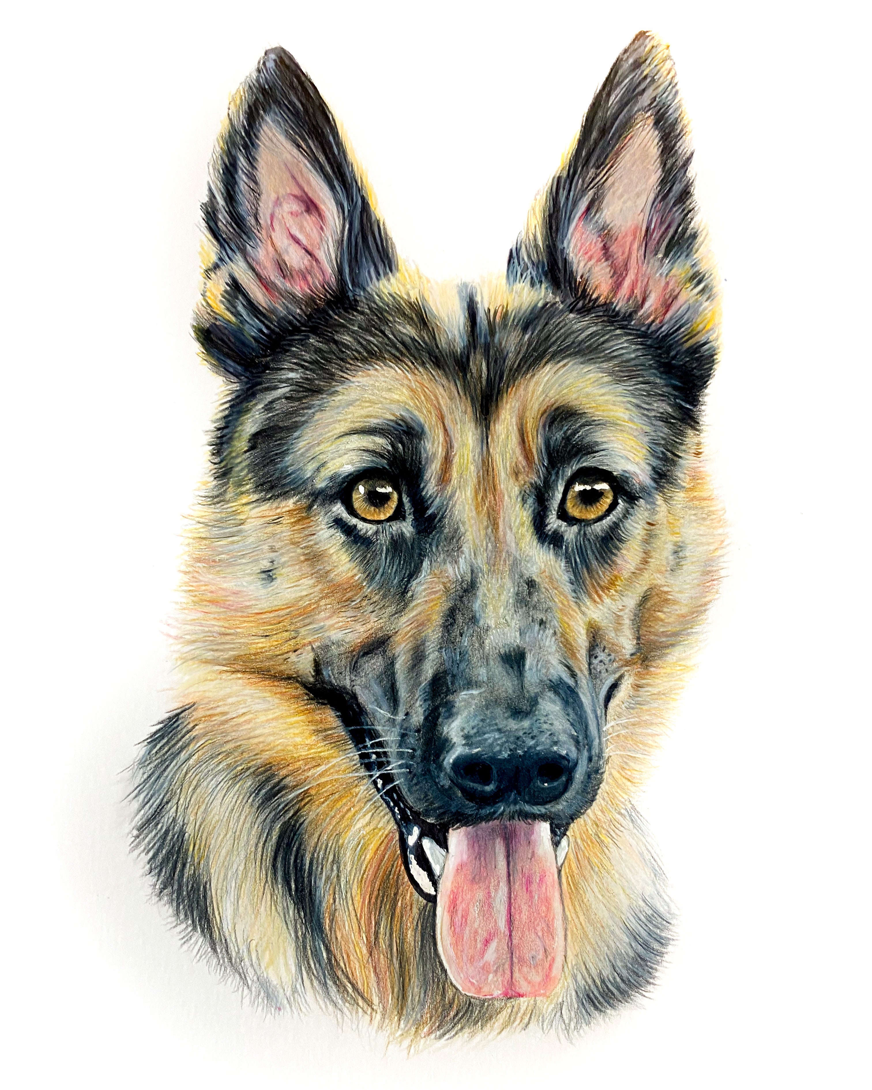 German Shepherd Drawing In Color